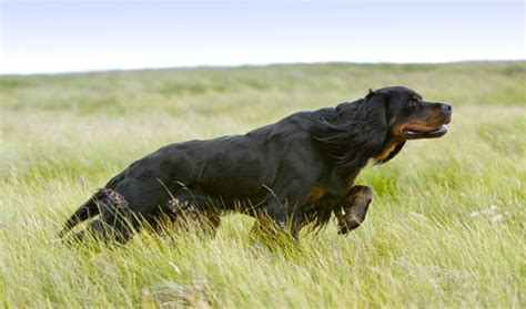 Gordon Setter