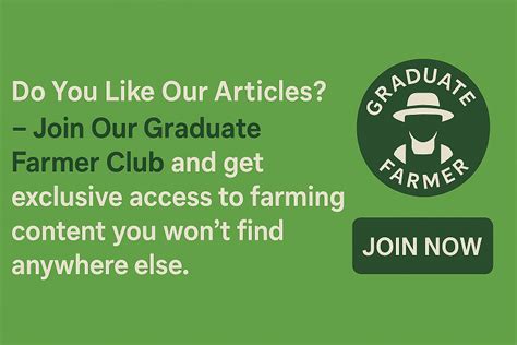 Broilers Vs Layers How To Know The Difference Graduate Farmer