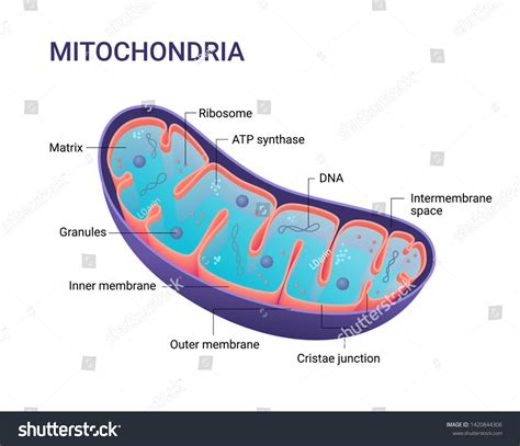 Simple Mitochondria