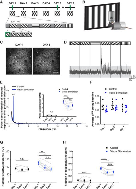 Stimulus Dependent Synaptic Plasticity Underlies Neuronal Circuitry Refinement In The Mouse