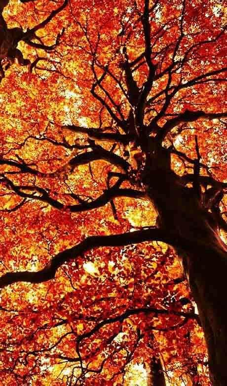 Pin By Moon Lover808 On Fall Aesthetic Autumn Trees Autumn Scenery