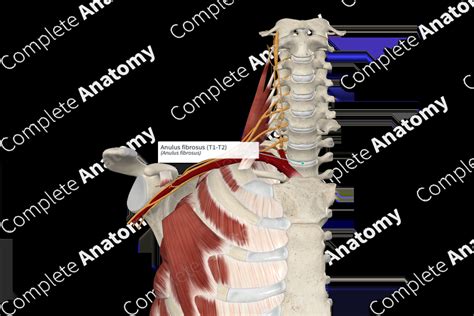 Anulus Fibrosus T1 T2 Complete Anatomy