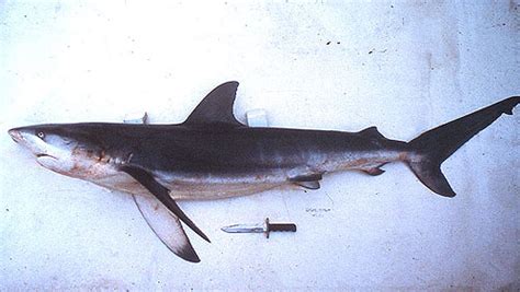Dusky Shark Wikipedia