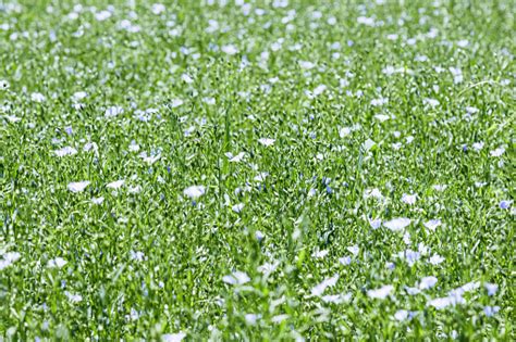 꽃이 만발한 아마 푸른 꽃이있는 푸른 잔디 피는 농업 식물 린넨 잔디는 농지 경작지를 재배합니다 자연 여름 녹색 초원 배경 성장 아마 0명에 대한 스톡 사진 및 기타 이미지