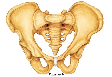 Pubic Arch Diagram Quizlet