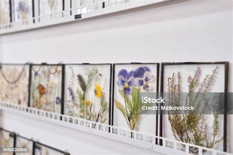 완성 된 작품 스테인드 글라스에 티파니 기법으로 식물 표본 상자로 프레임을 만드는 마스터 클래스 유리 밑에 놓인 말린 다른 식물과 꽃의 식물 표본 상자 0명에 대한 스톡