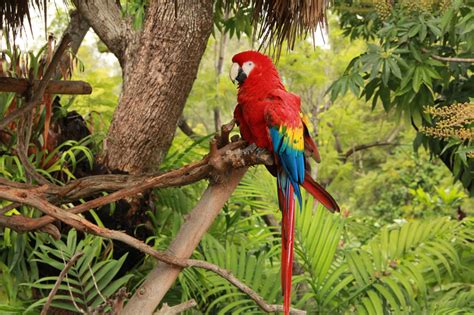 Tropical Rainforest Biome Animals List