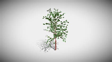 Sweetgum Liquidambar Formosana Hance 枫香 Download Free 3d Model By Uesreseach [e13a9c2