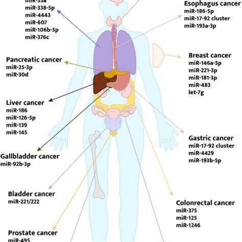 The Dynamic Process Of M6a Modification And Diverse Functions Of M6a Download Scientific
