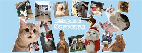 Хөөрхөн Муурнууд