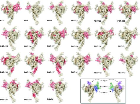 Predicted Epitope Networks For All Mabs In 3d Predicted Epitope