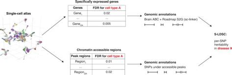 Leveraging Single Cell Atac Seq And Rna Seq To Identify Disease Critical Fetal And Adult Brain