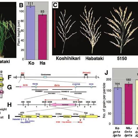 PDF Plant Science Cytokinin Oxidase Regulates Rice Grain Production