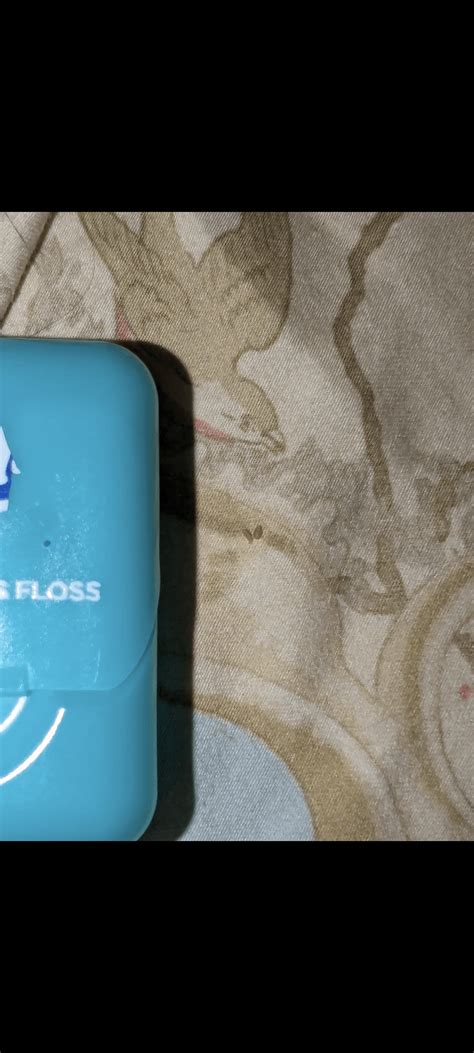 Id Request Bed Bugs In Georgia Usa R Whatsthisbug