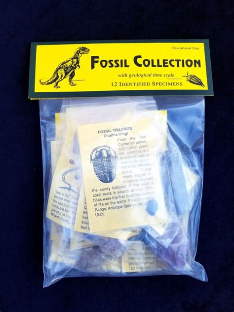 Fossil Collection Kit Etsy