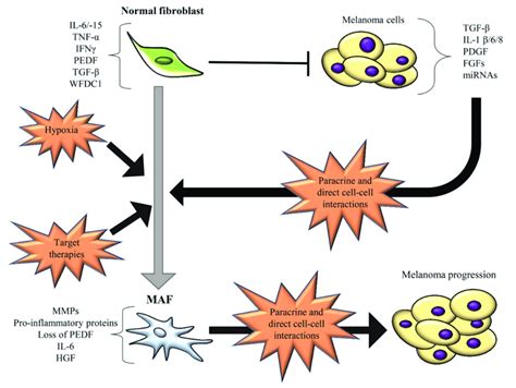 Schematic Representation Of The Bidirectional Interactions Between