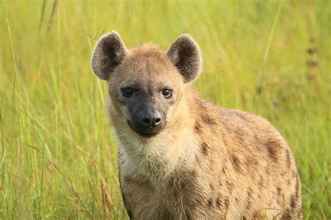 3 Days Murchison Falls Pamoja Safaris Uganda