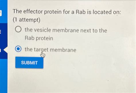 Solved The Effector Protein For A Rab Is Located On1
