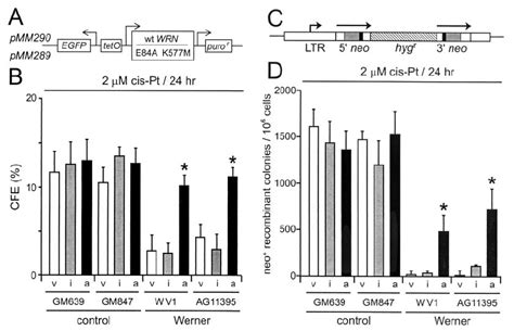 wrn protein rescues wrn cell survival and recombination after dna