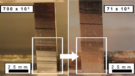 The Development Of The Twin Structure On The Front Surface Of The