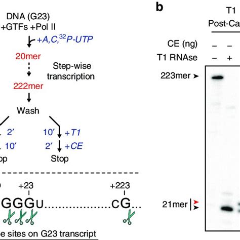 Co Transcriptional Capping Activation In A Defined Enzyme System A