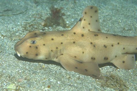 Real Monstrosities California Horn Shark