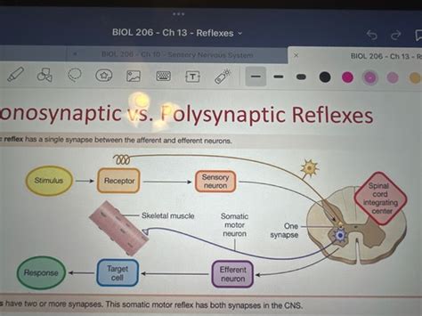 ch 13 reflexes flashcards quizlet