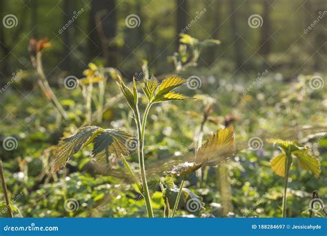 Wild Maple Tree Sprout In The Forest Stock Image Image Of Plant Copy 188284697