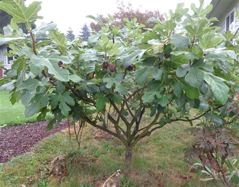 Die Besten 25 Fig Fruit Tree Ideen Auf Pinterest Kirsch Obstbaum Apfelbaum Und Kirschbaum