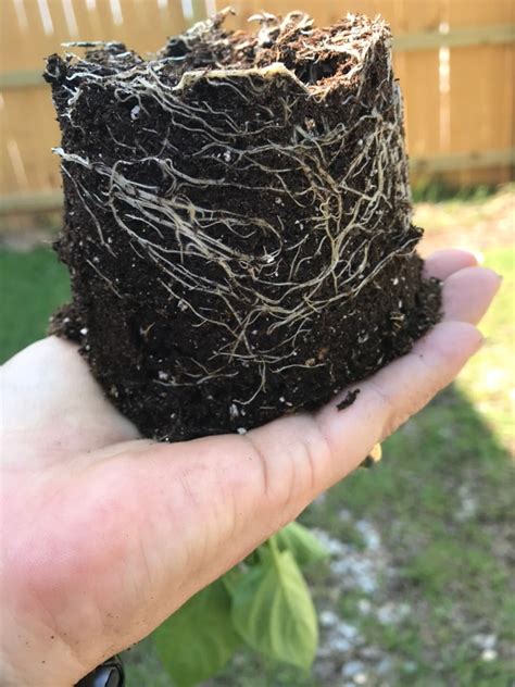 Healthy Roots Healthy Shoots Laurel Urban Farms