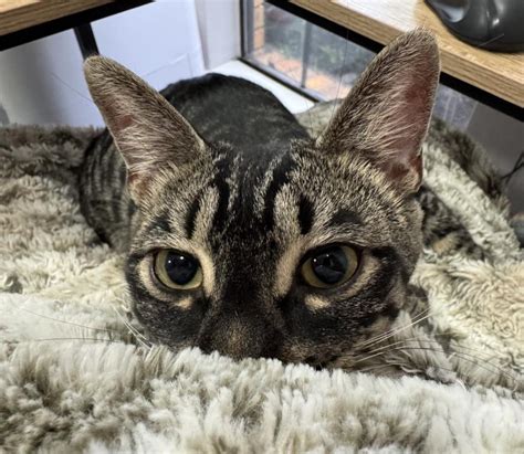 Choco Cat Male Bengal Cat For Sale In Texas United States Profile