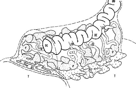 The Cast Of The Excurrent Duct System In The Epididymis Of The Cock