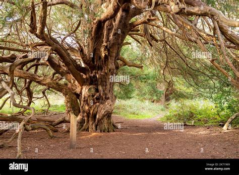 An Ancient Yew Tree Possibly Upto 2 000 Years Old At The Kingley Vale