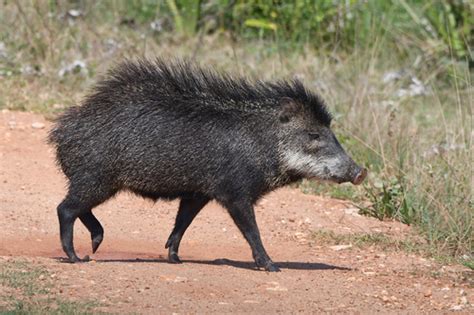 Central Peccaries Genus Tayassu · Inaturalist