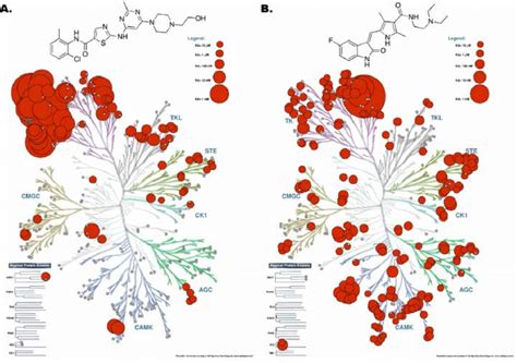 Examples Of Poor Selectivity Of Kinase Inhibitors This Figure Shows