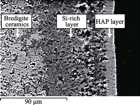 硅酸盐生物活性陶瓷用于骨组织修复及再生的研究