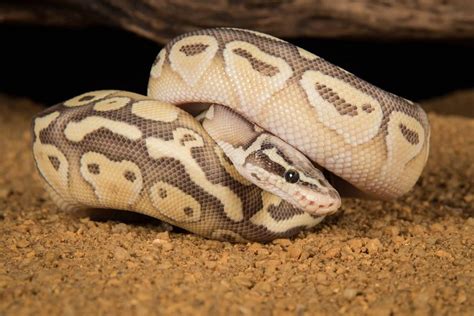 ball python mouth rot prevention symptoms and treatment terrarium quest