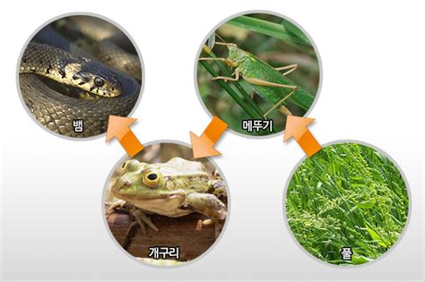 생태계 내 생물들 간의 관계 네이버 블로그