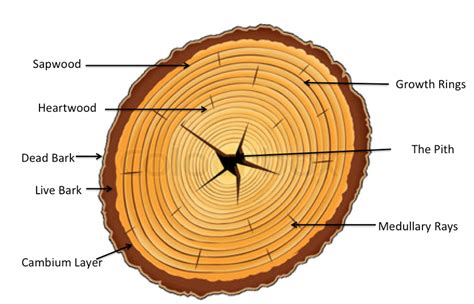 Cross Section Of A Tree Tree Growth And Structure Cross Section Of A Tree Tree Growth And Structure