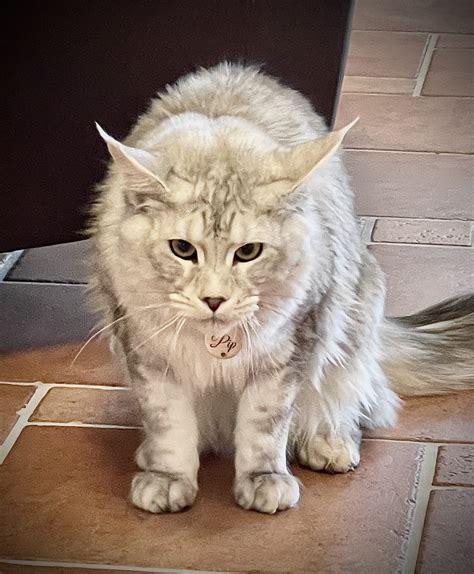 Prince Pip Contest Entry 35549 Modern Cat