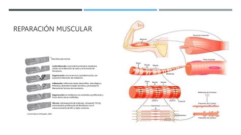 Músculos Y Su Composición Pptx