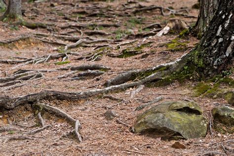How To Prevent Root Intrusion In Septic Systems