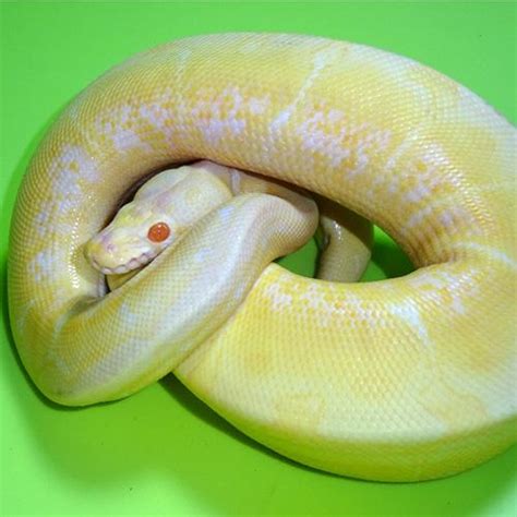 Albino Killer Bee Ball Python Hatchling Male