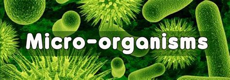 24 Best Images About Year 6 Science Biological Sciences On Pinterest University Of