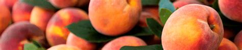 Peach Tree Fertilizer Haifa Group