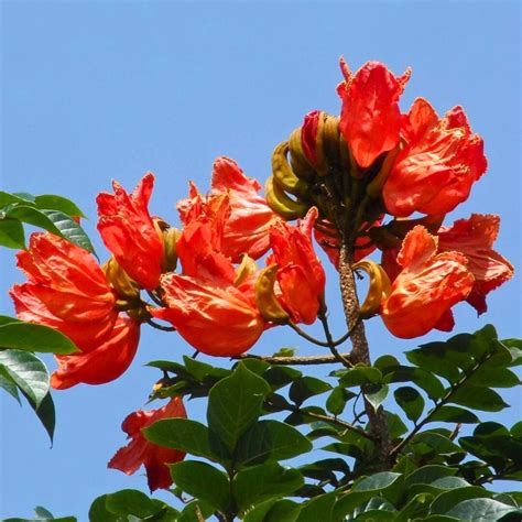Orange Flowers — Meaning Types And How To Use Them