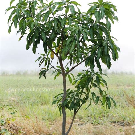Indian Mango Tree Seedlingsbulbs Luzon Only Shopee Philippines