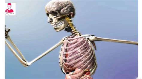 الهيكل العظمي المقدمه Youtube
