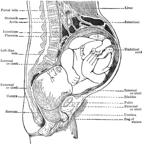 The Sexual Question Brian Carnell S Wiki