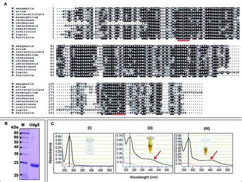 multiple sequence alignment of msmudgx with its homologs purification